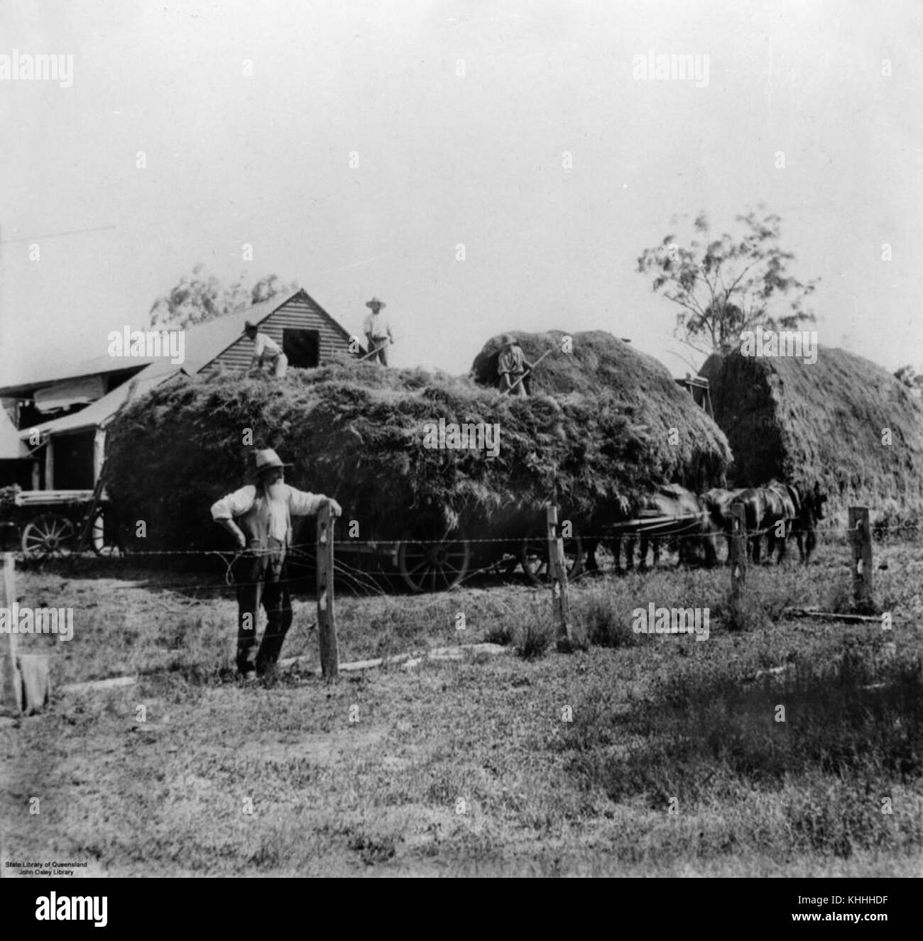 1 74385 Stacking hay at Free's farm, near Warwick, Queensland, 1894 ...