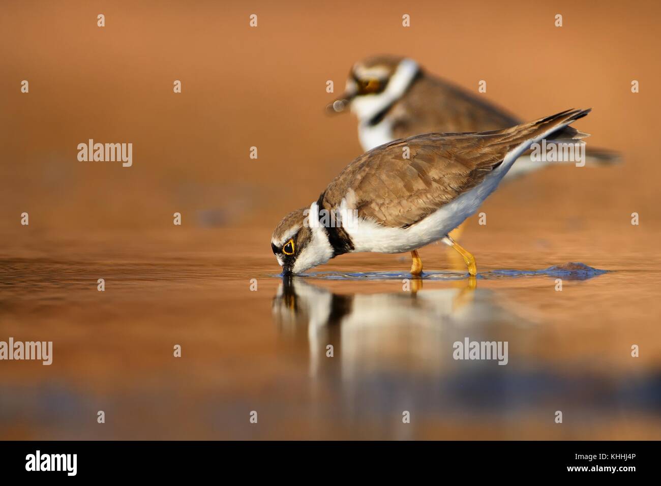 Two Little Ringed Plovers in the wetland at the wintersite Stock Photo ...