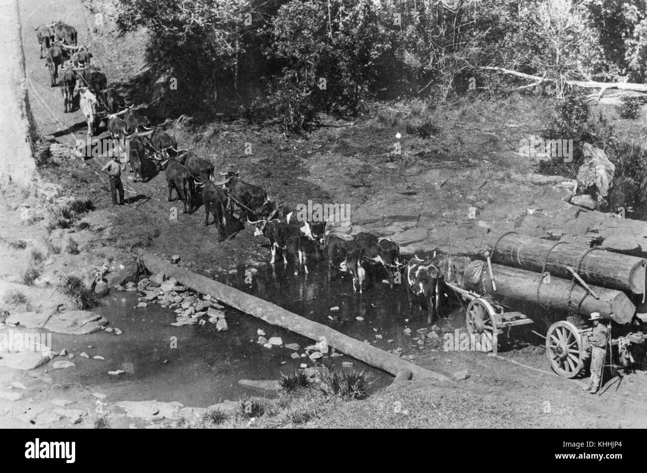 Bullock Team Black and White Stock Photos & Images - Alamy