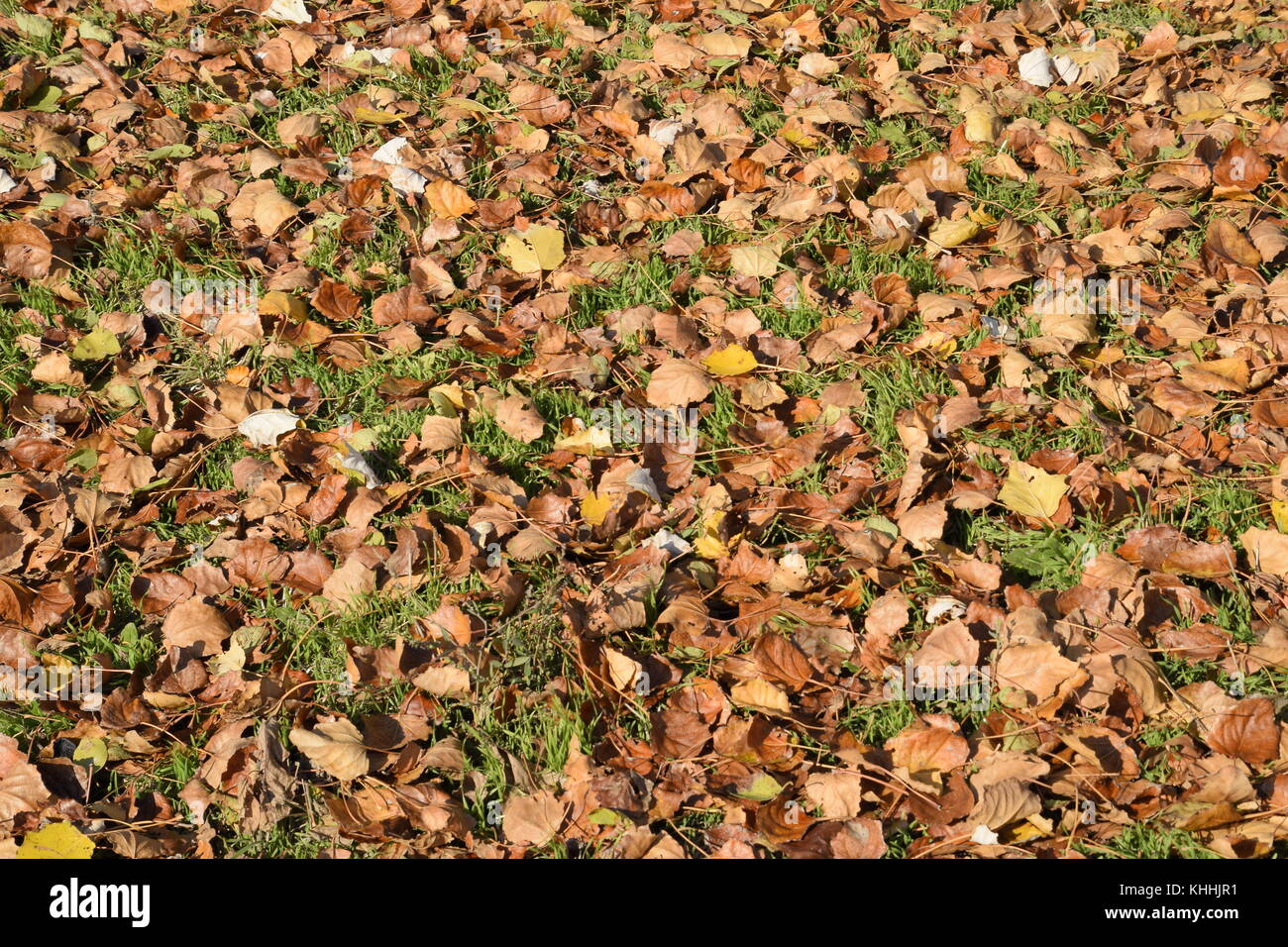 Golden ray elm tree hi-res stock photography and images - Alamy