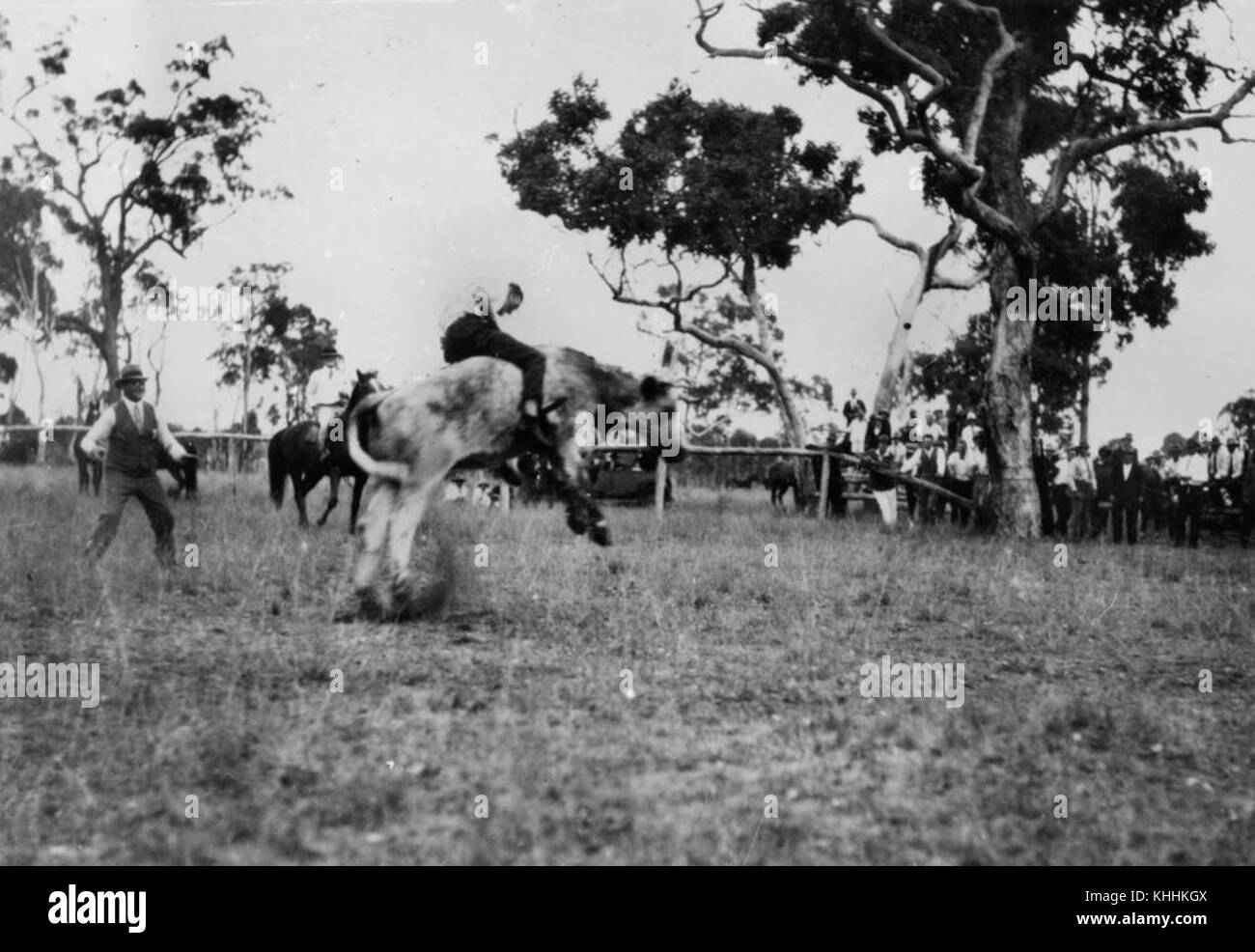 Australian bullock team hi-res stock photography and images - Alamy