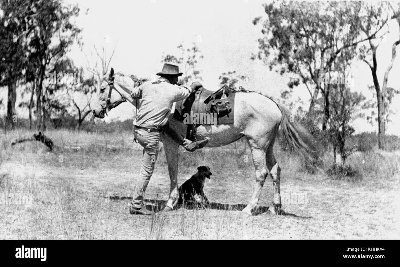 1 180751 Stockman prepares to mount his horse, 1910-1920 Stock Photo ...