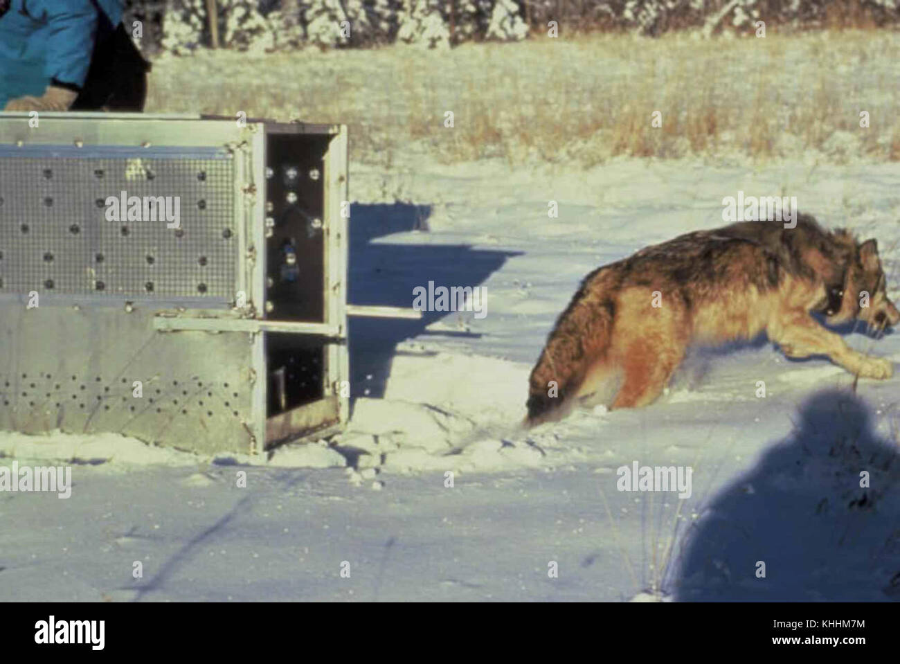 A gray wolf fitted with a radio collar is released into the wild Stock ...