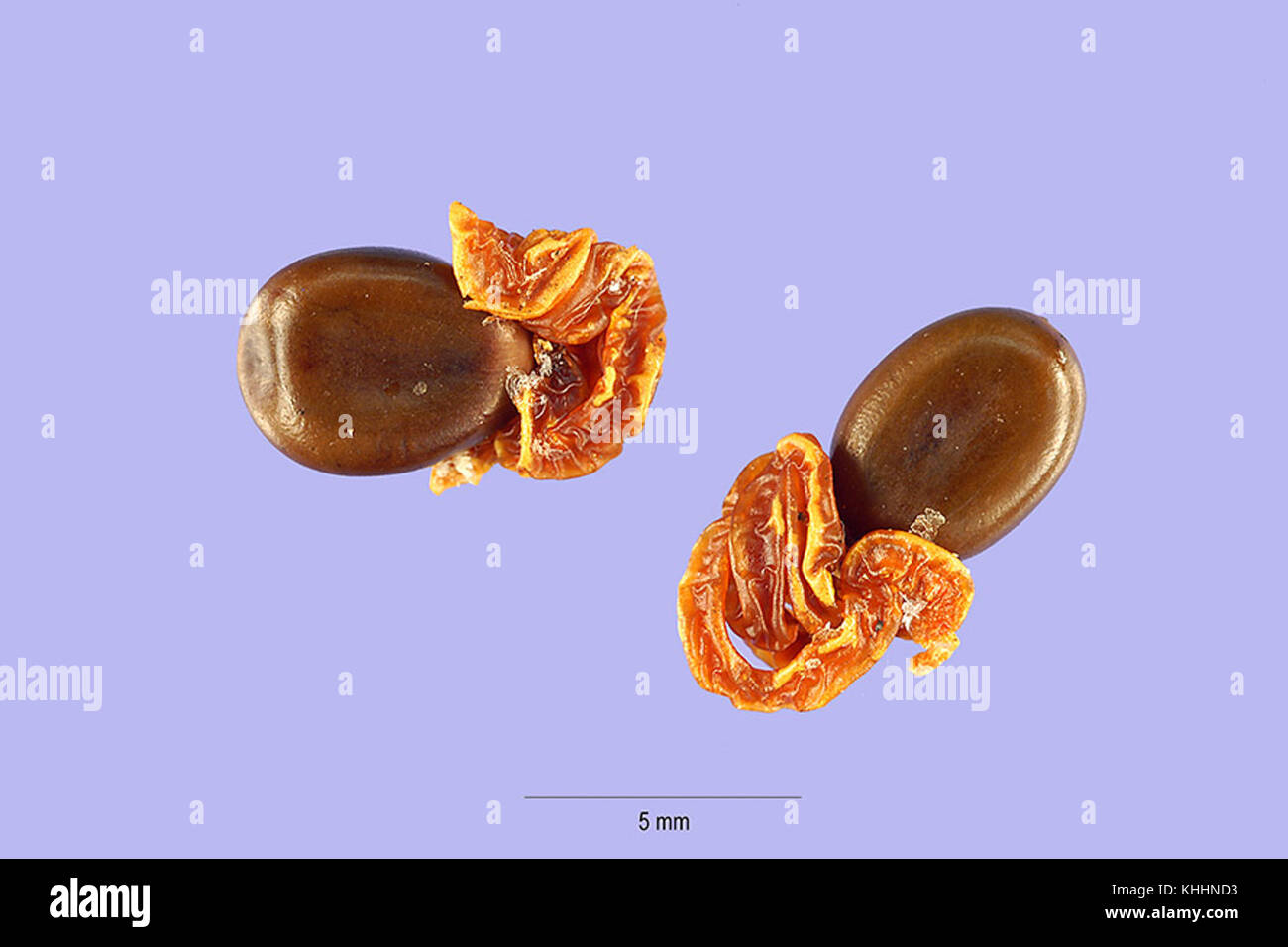 Acacia ligulata seeds Stock Photo - Alamy