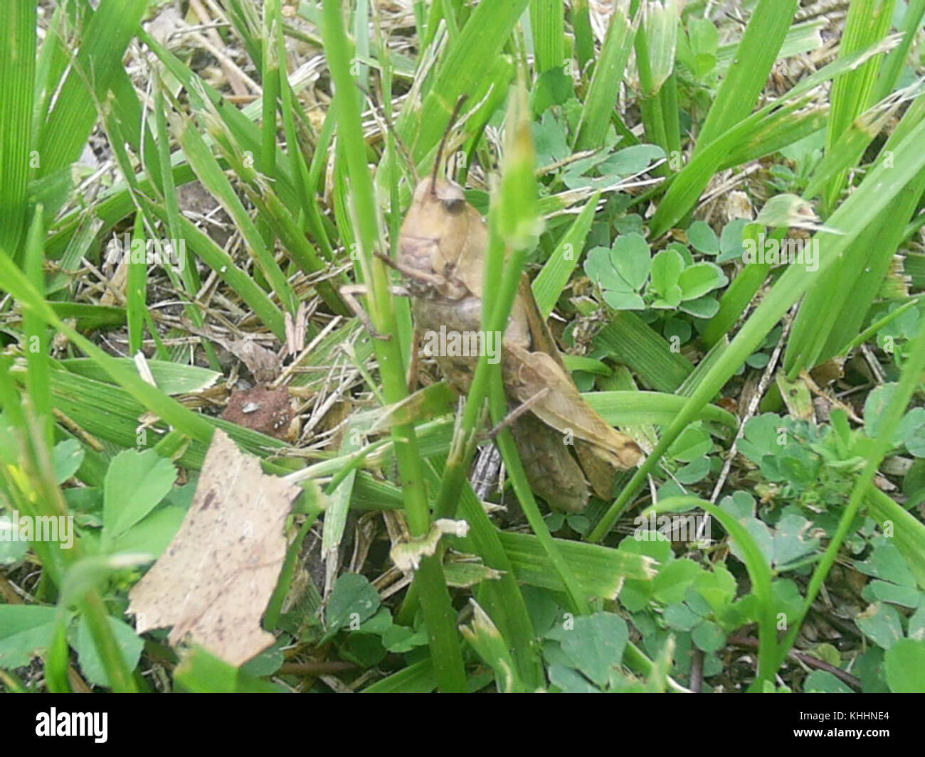A small brown grasshopper on grass Stock Photo - Alamy