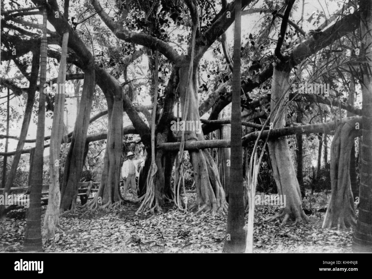 Rockhampton Botanic Gardens High Resolution Stock Photography and ...