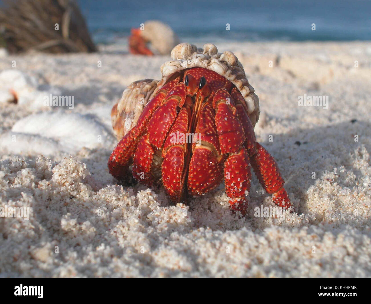 A hermit crab emerges from its shell Stock Photo - Alamy
