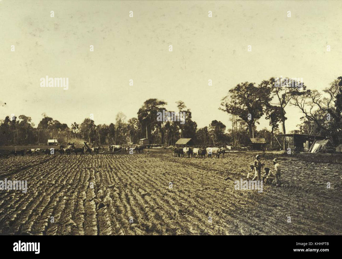 1 239318 Ingham Plantation Stock Photo - Alamy