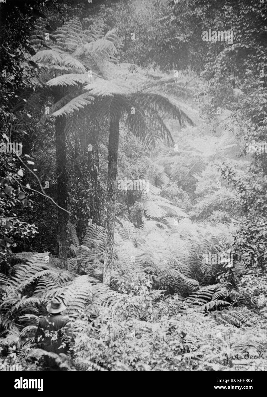 Tree ferns of Black and White Stock Photos & Images - Alamy