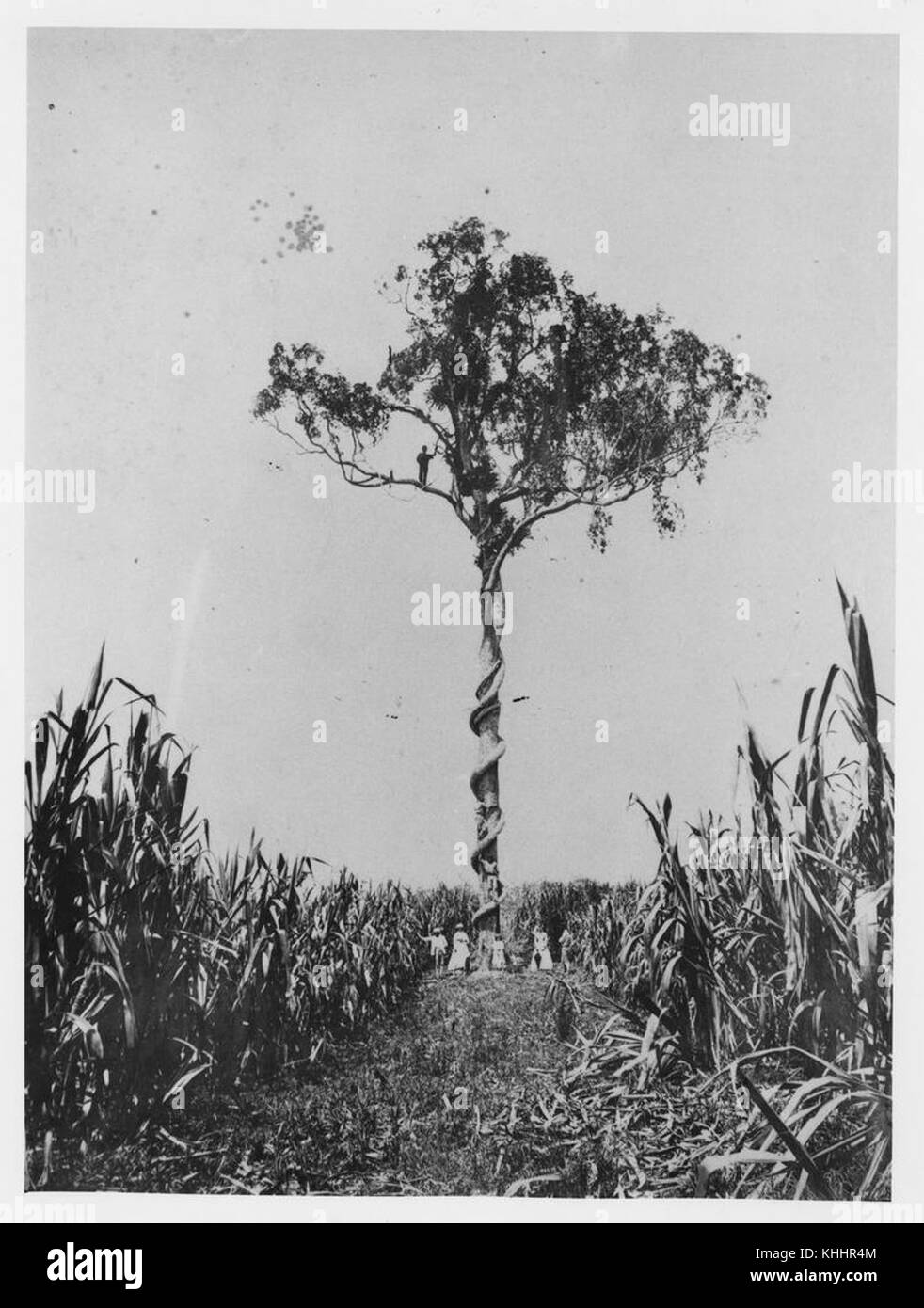 Tree growing region Black and White Stock Photos & Images - Alamy