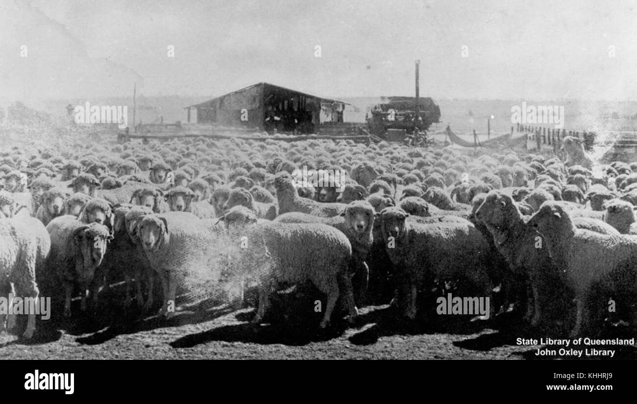 2 180351 Sheep waiting for shearing near the shearing shed, ca 1910 ...