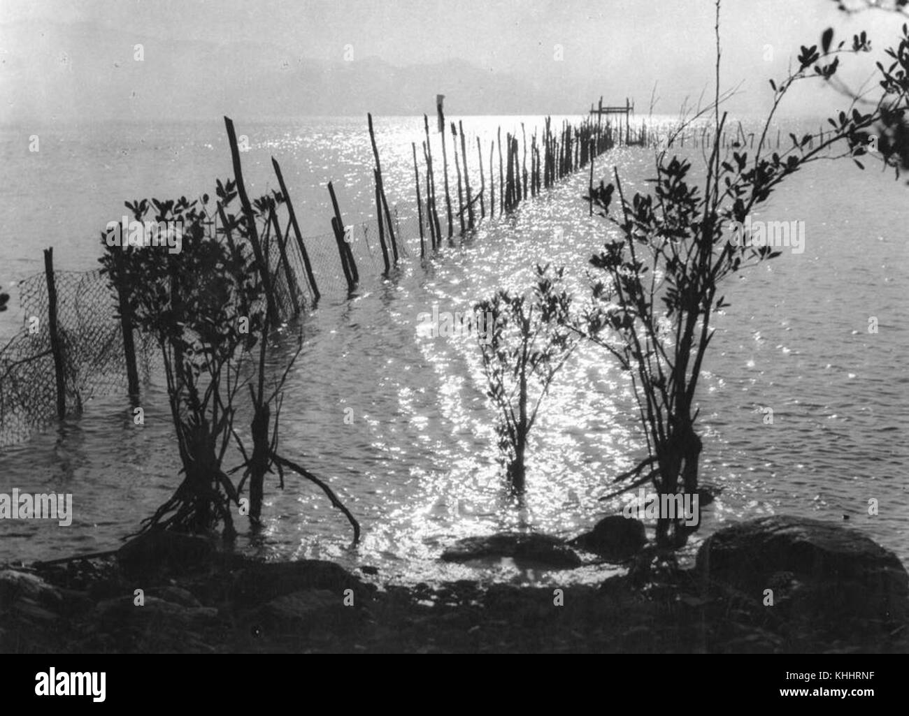 This photograph from 1947 shows fish traps at Cairns Inlet, located in ...