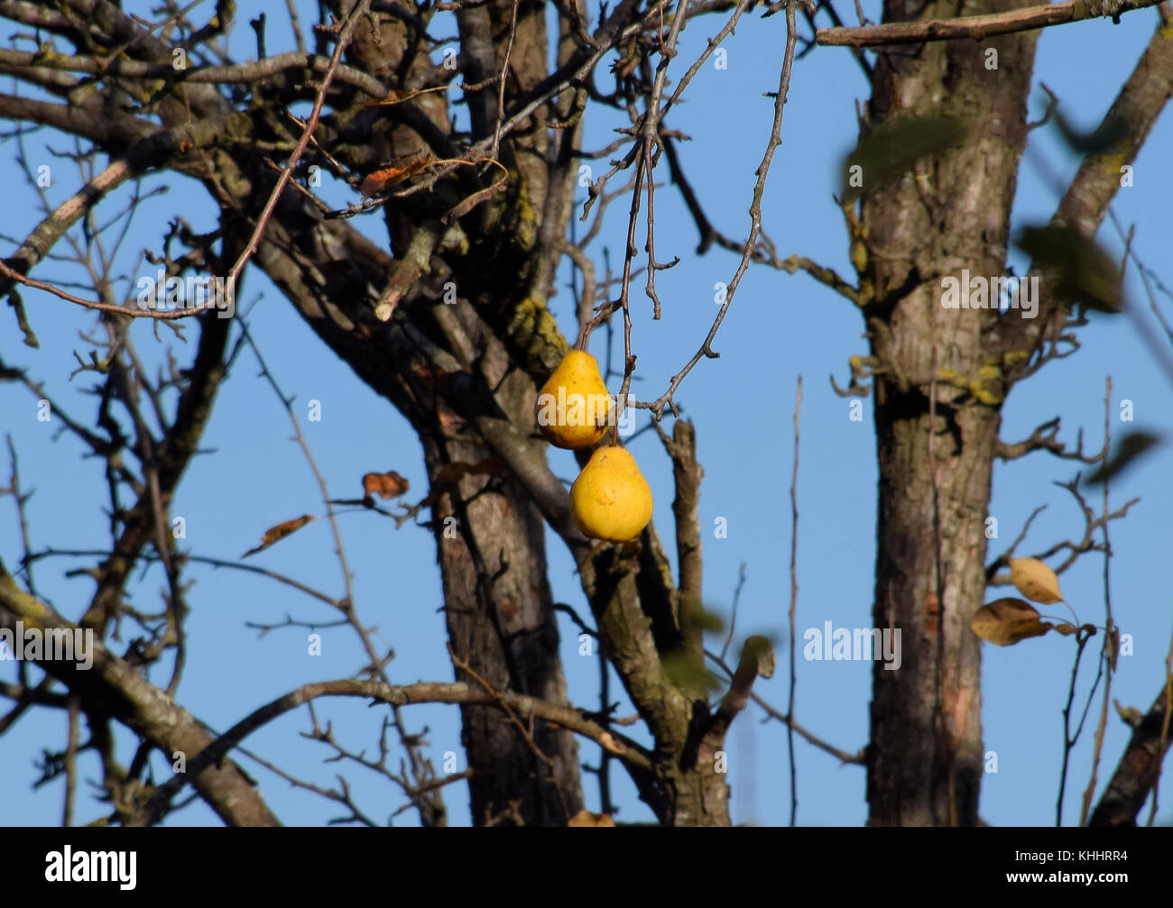 Two ripe yellow fruits hang hi-res stock photography and images - Alamy