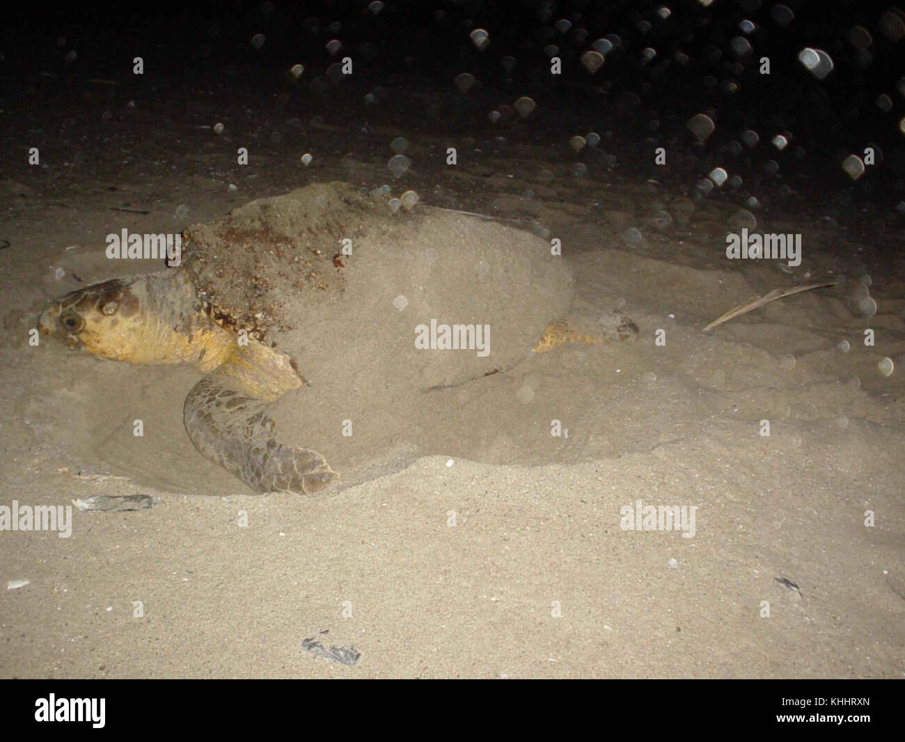A loggerhead turtle lays her eggs in a nest on the beach Stock Photo ...
