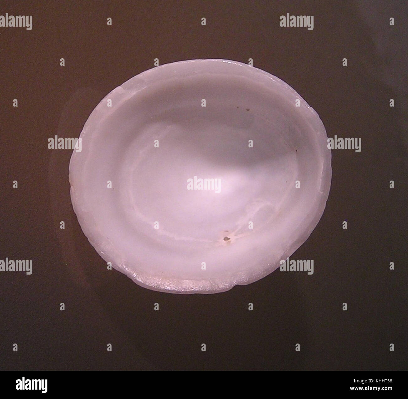 Acmaea mitra 001 Stock Photo - Alamy