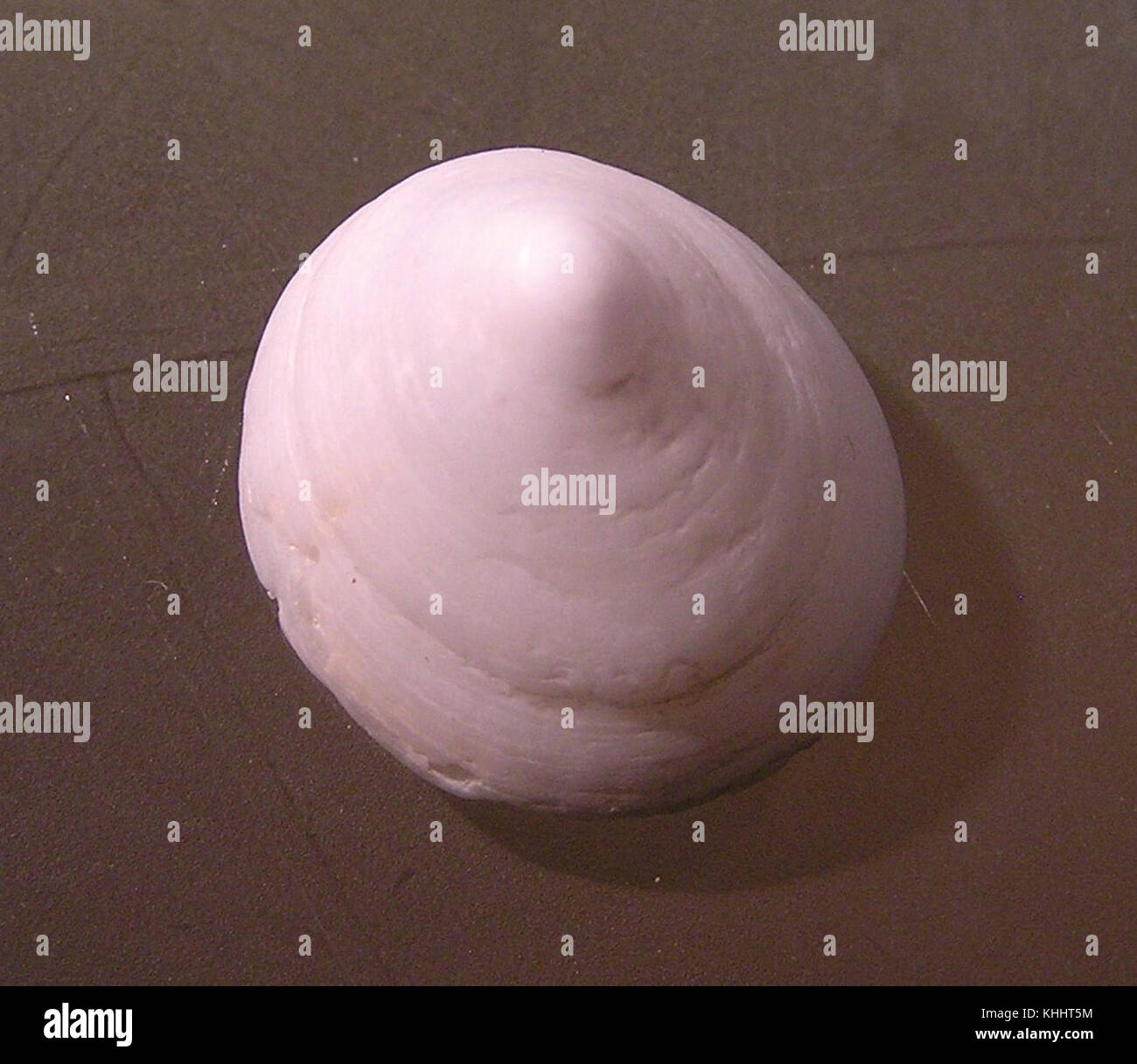 Acmaea mitra 002 Stock Photo - Alamy