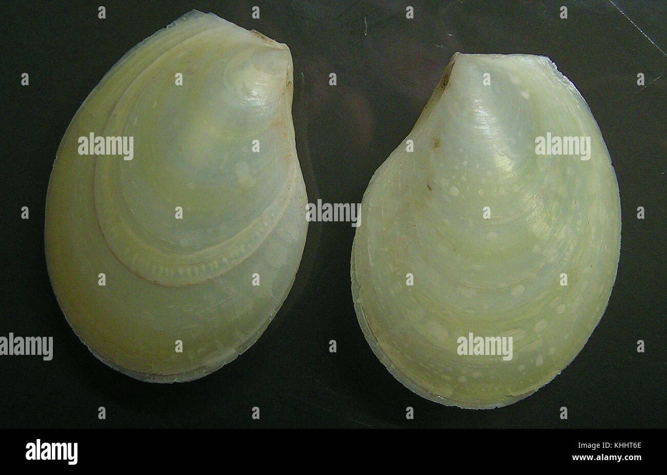 Acesta rathbuni 001 Stock Photo - Alamy