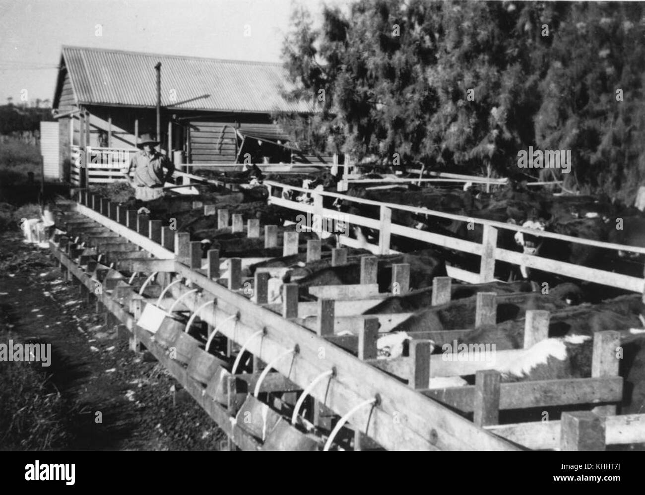 2 176539 Calves being fed on Cooee station, Durong, 1953 Stock Photo ...