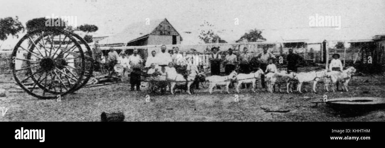A historical photograph from 1906 showing staff with trained goats in R ...