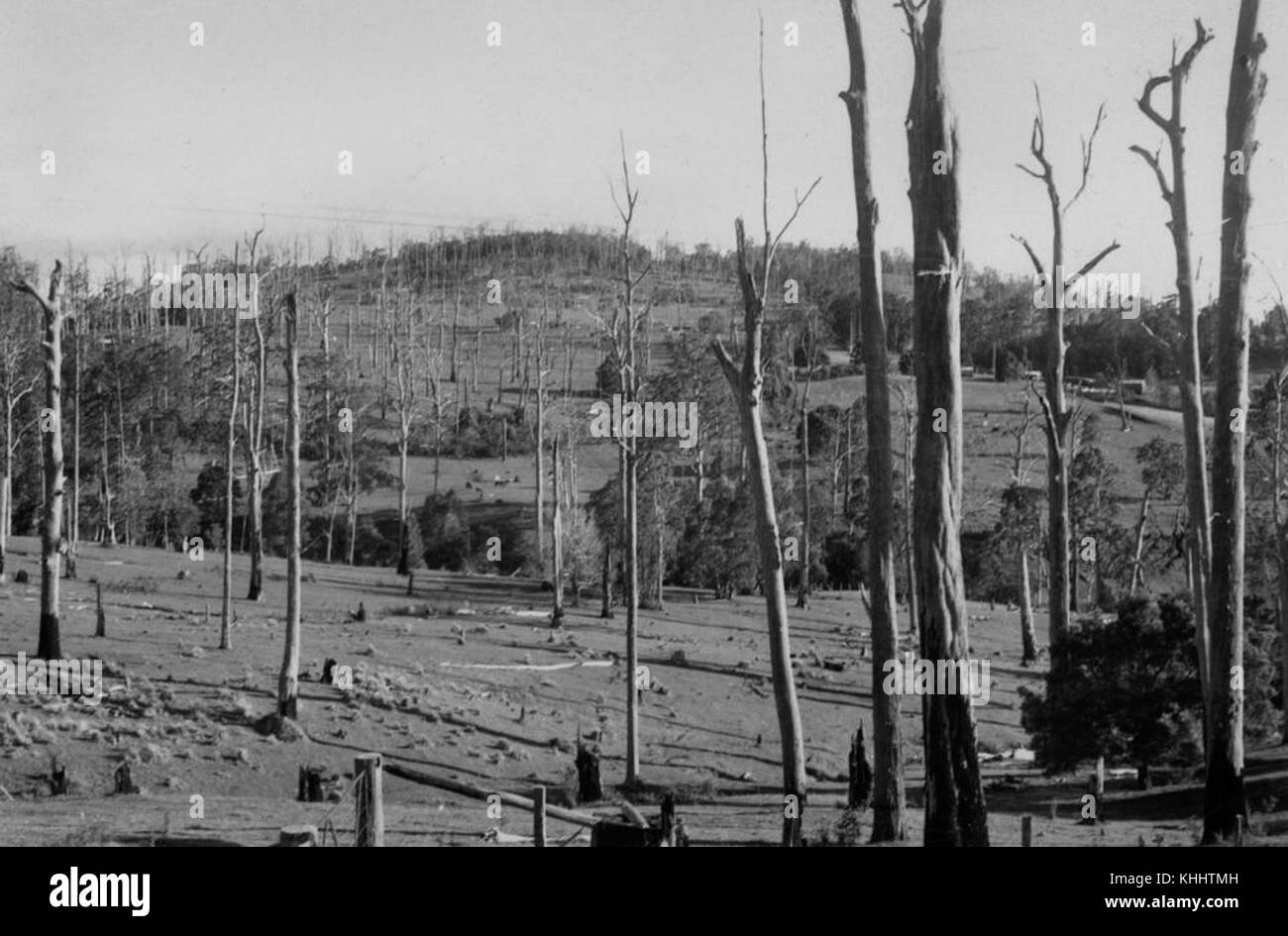 2 296915 Cleared cedar scrub country in the Ravensbourne district Stock ...