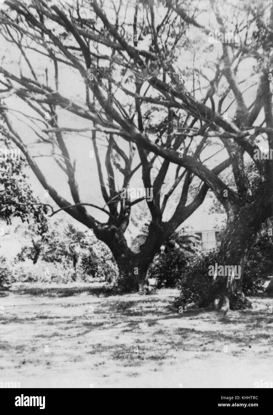 2 128387 Large trees and tree ferns in the Barron Valley inland from ...