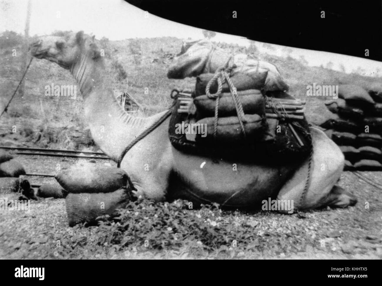 Camel transport first century Black and White Stock Photos & Images - Alamy