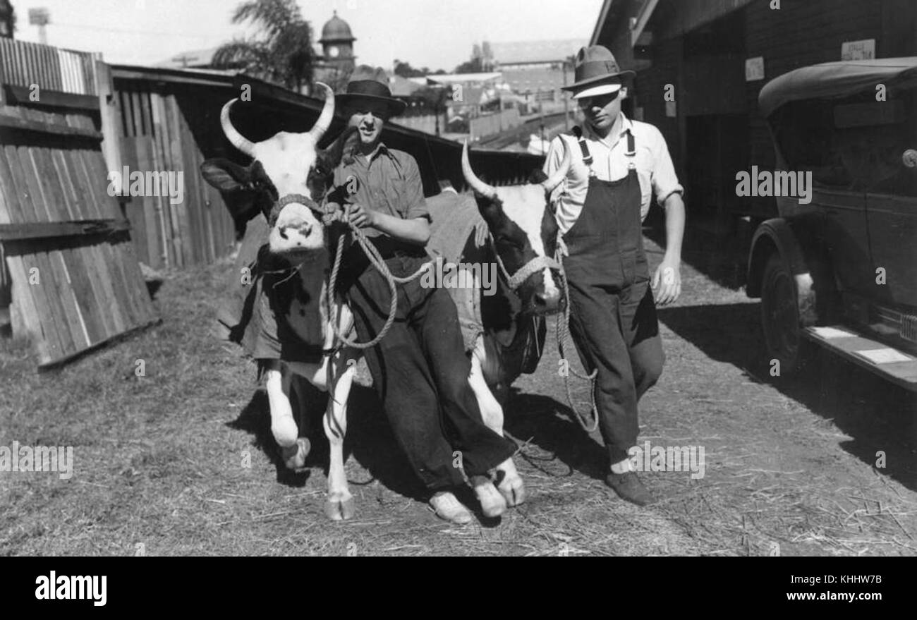 2 152439 Cattle being prepared for the show ring, Royal National ...