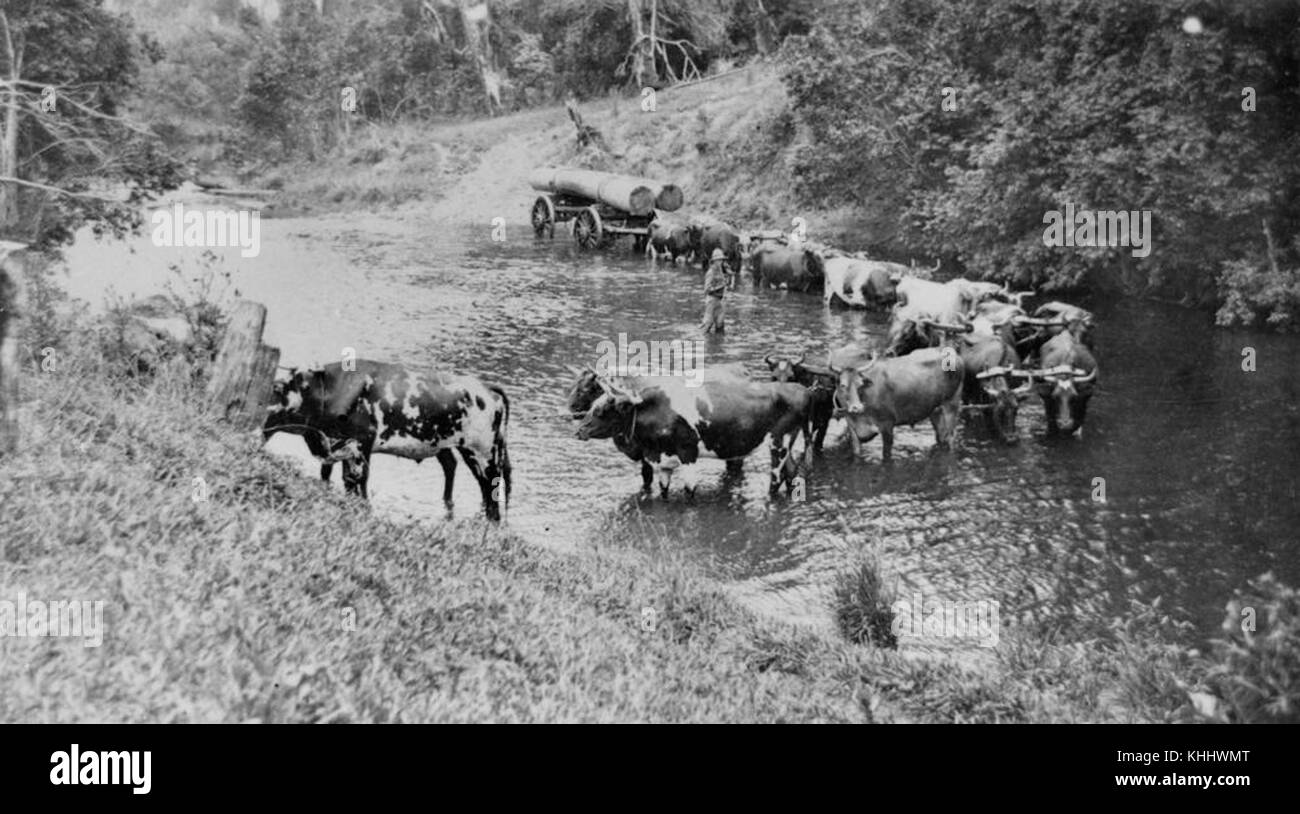 Bullock dray hi-res stock photography and images - Alamy