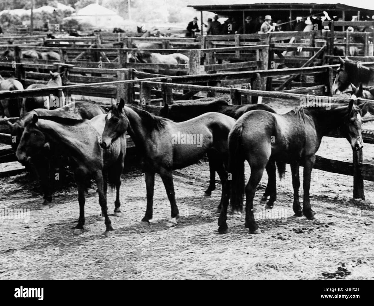 Saleyards hi-res stock photography and images - Alamy