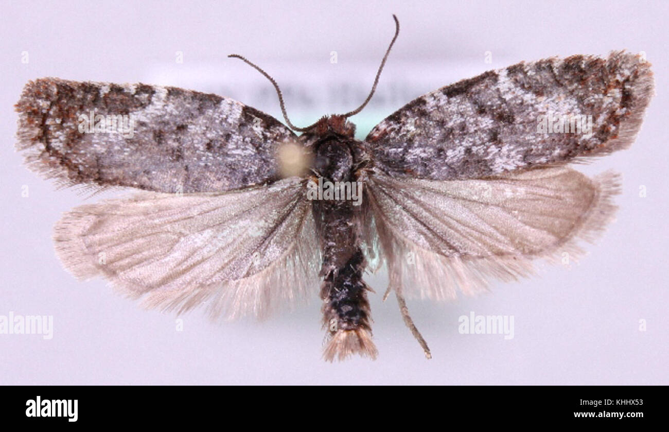 Tortricidae moth hi-res stock photography and images - Alamy