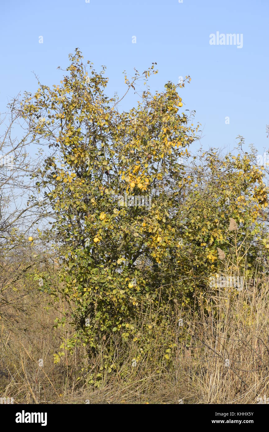 Quince tree with fruits. Winter apple. November fruit Stock Photo - Alamy