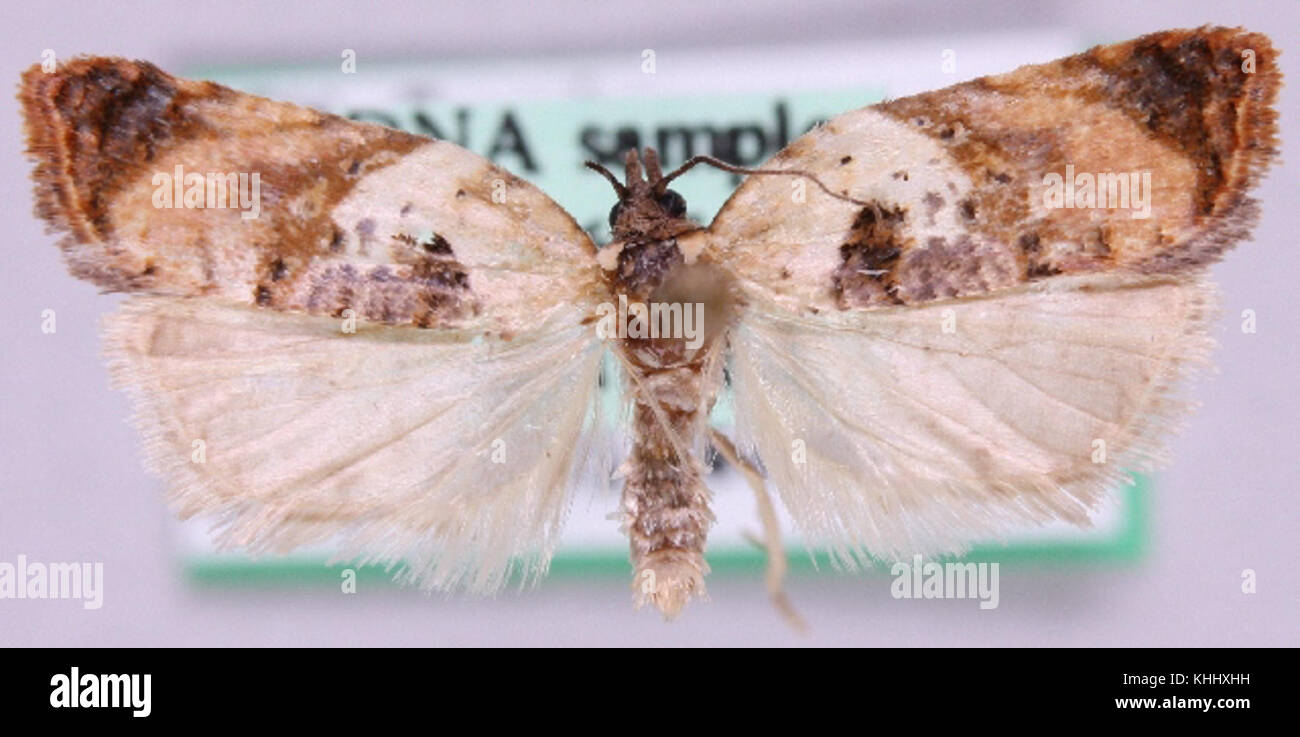 Regions moth species hi-res stock photography and images - Alamy