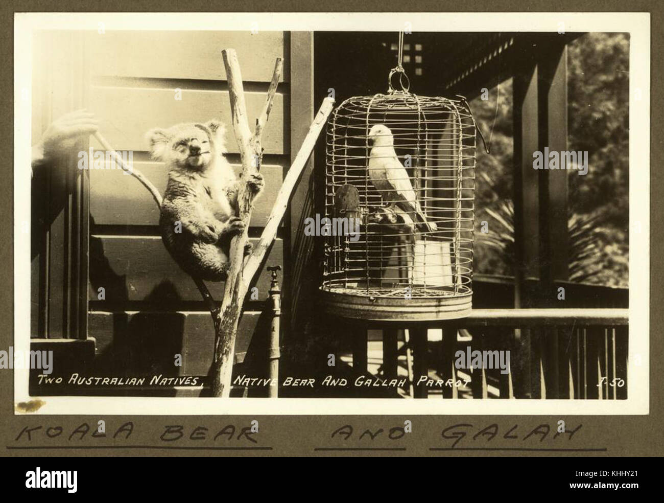 Koala displays hi-res stock photography and images - Alamy