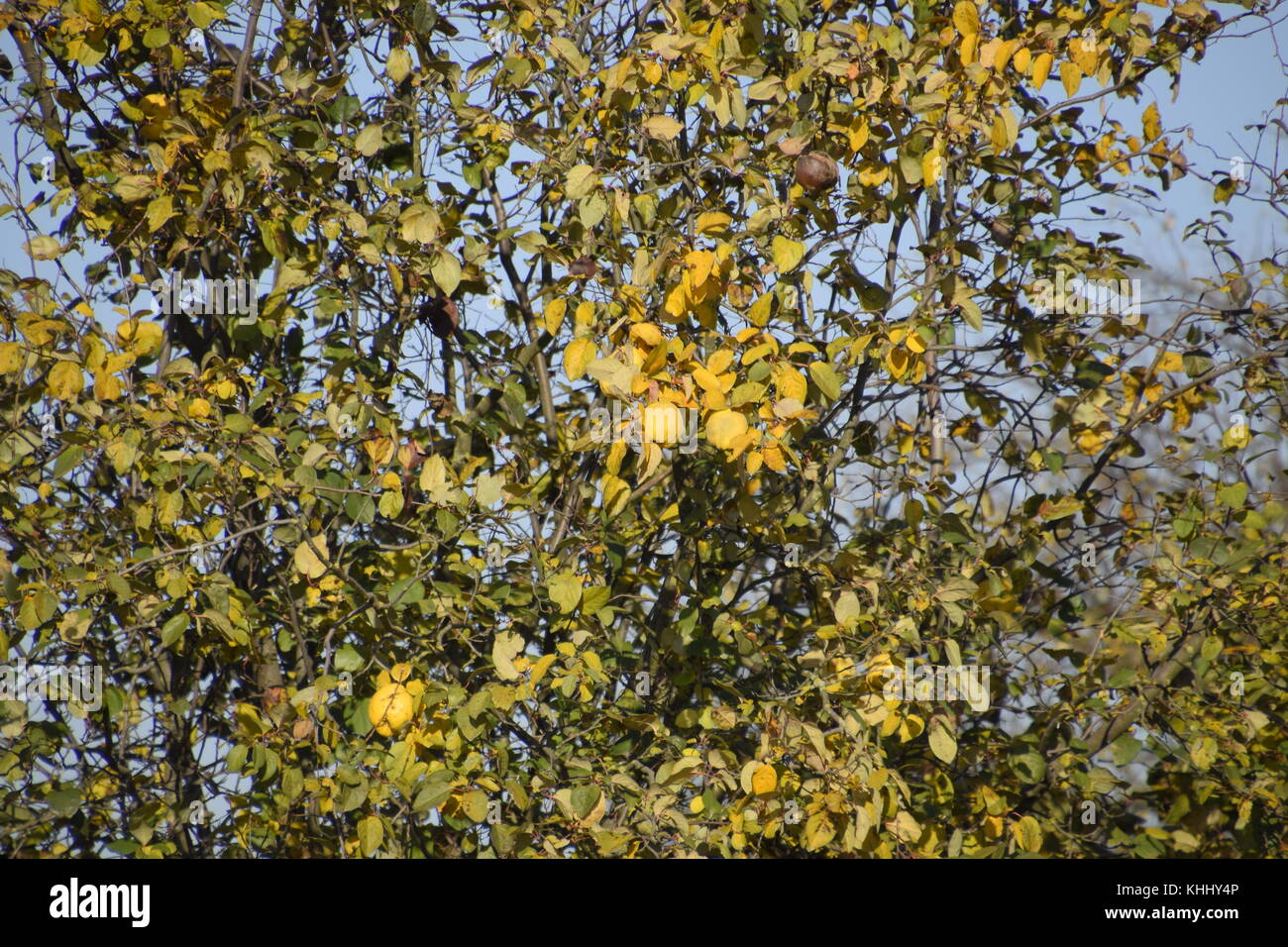 Quince tree with fruits. Winter apple. November fruit Stock Photo - Alamy