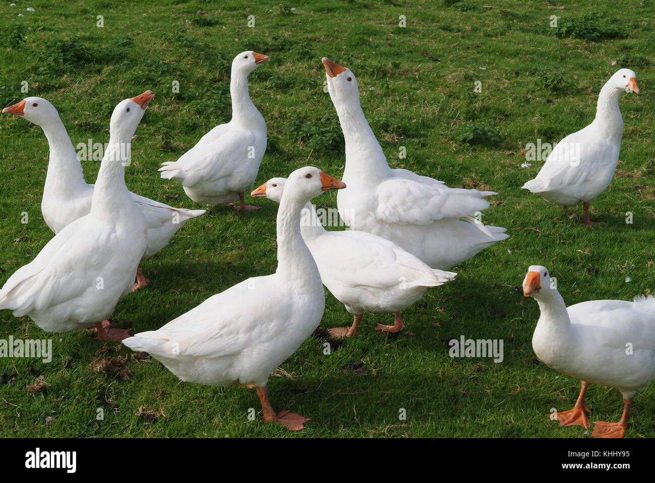 Emden geese hi-res stock photography and images - Alamy