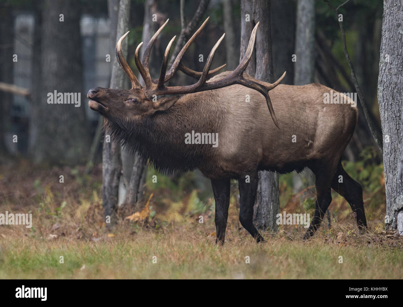 Bull and doe hi-res stock photography and images - Alamy