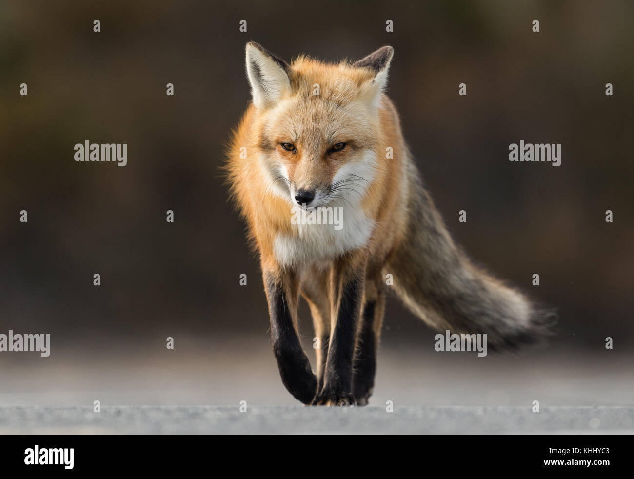 Red fox florida hi-res stock photography and images - Alamy