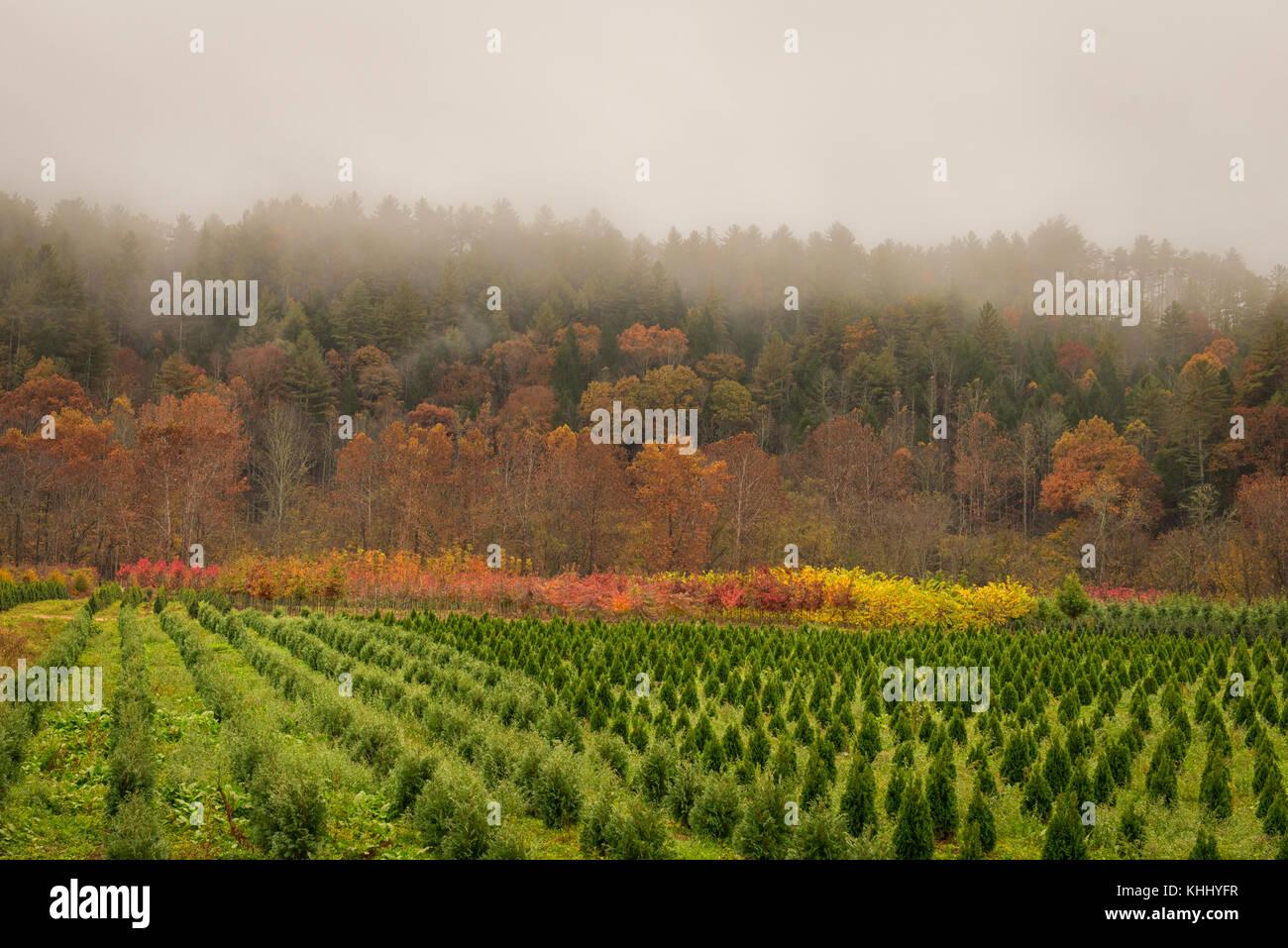 Foggy Tree Farm during Autumn. Rows of trees in perfect order with ...