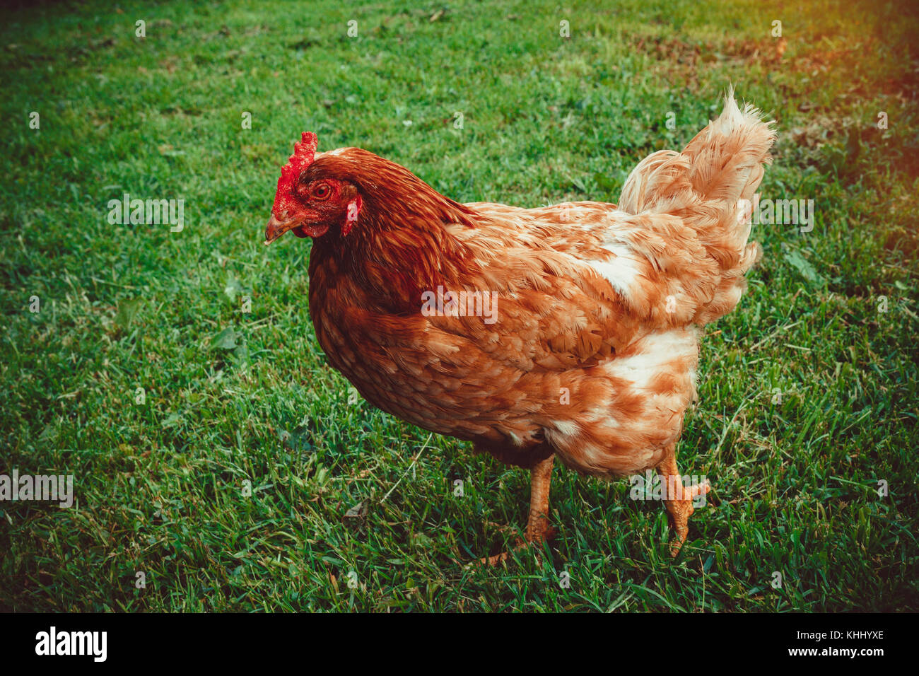 Free range living chicken Stock Photo - Alamy