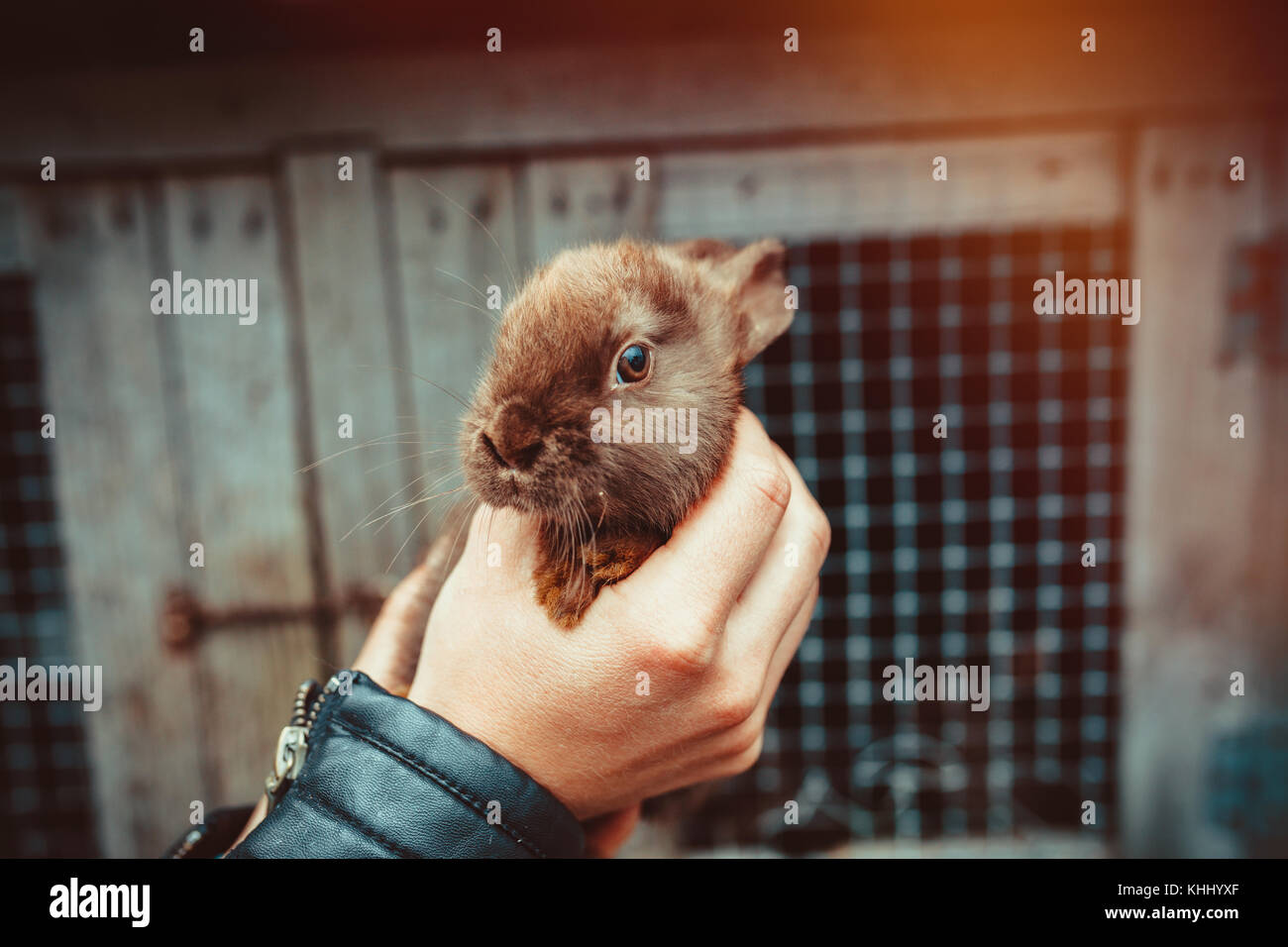Hand holding baby bunny hi-res stock photography and images - Alamy