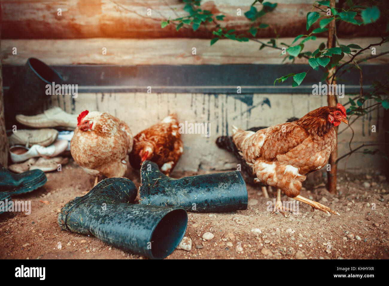 Free range living chickens Stock Photo - Alamy