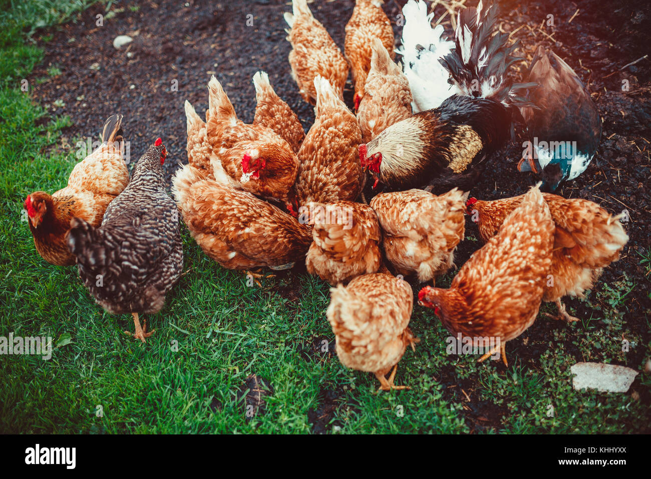 Free range living chickens and ducks Stock Photo - Alamy