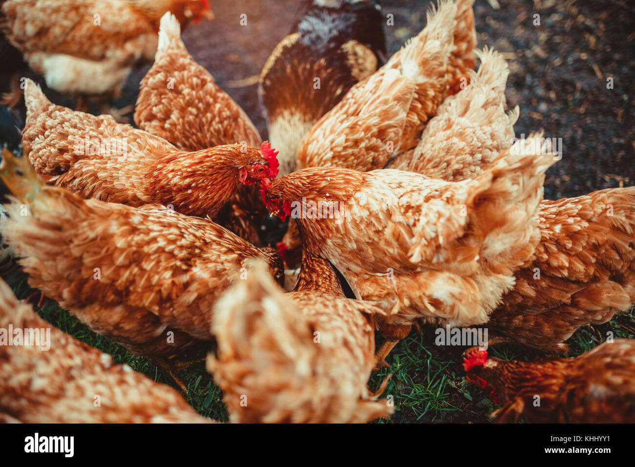 Free range living chickens and ducks Stock Photo - Alamy