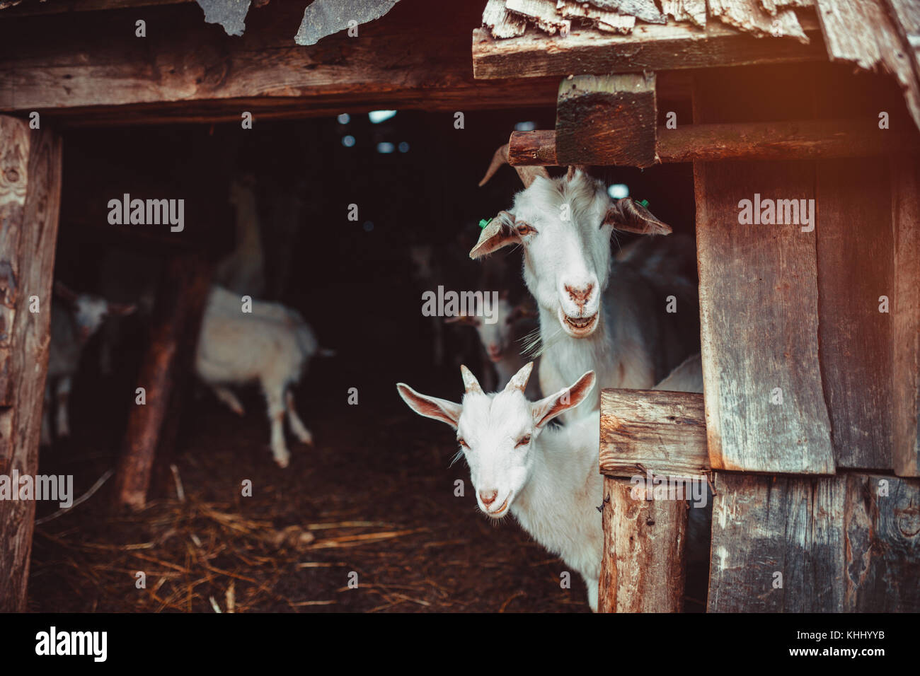 Goats in a farm Stock Photo - Alamy