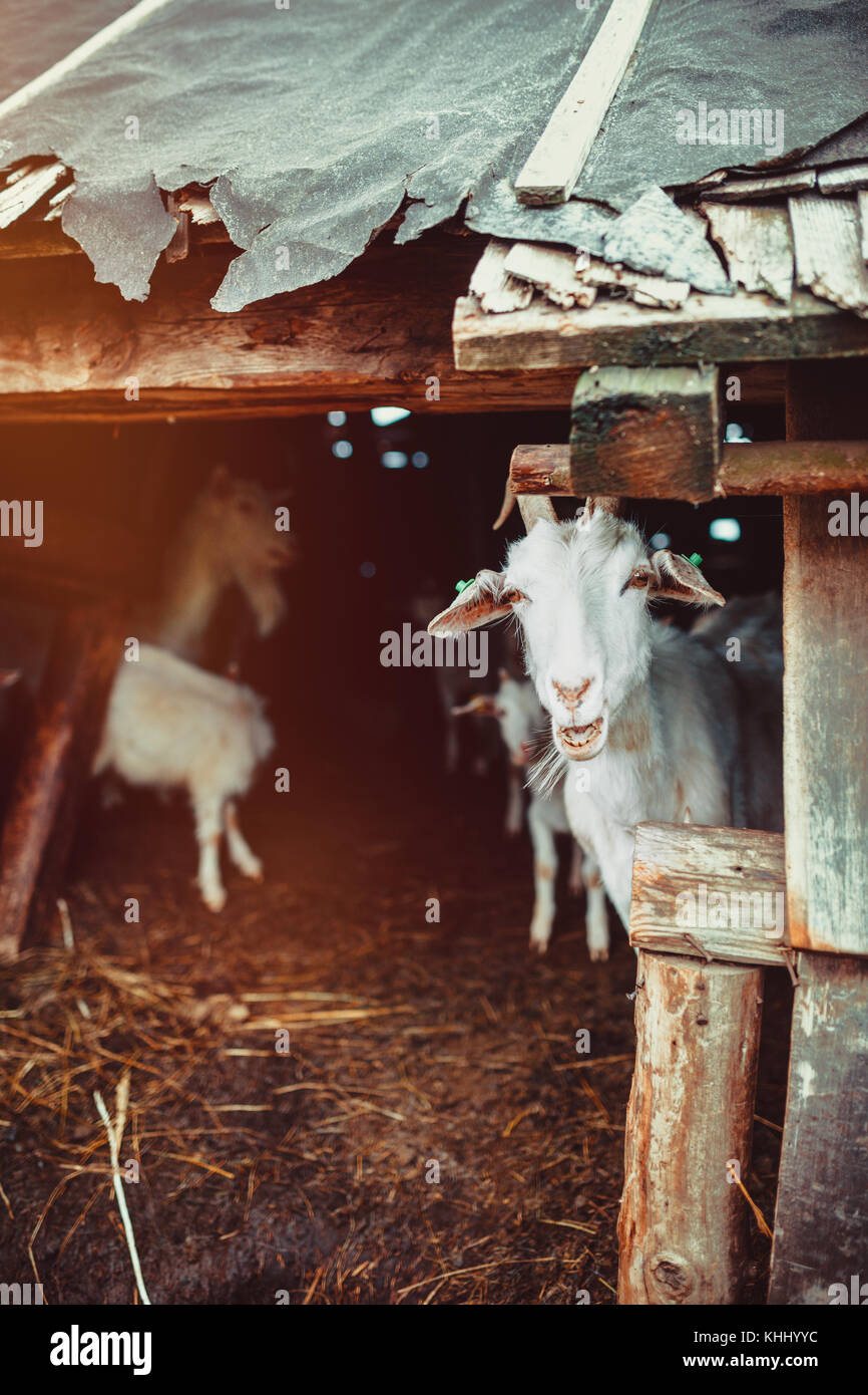 Goats in a farm Stock Photo - Alamy