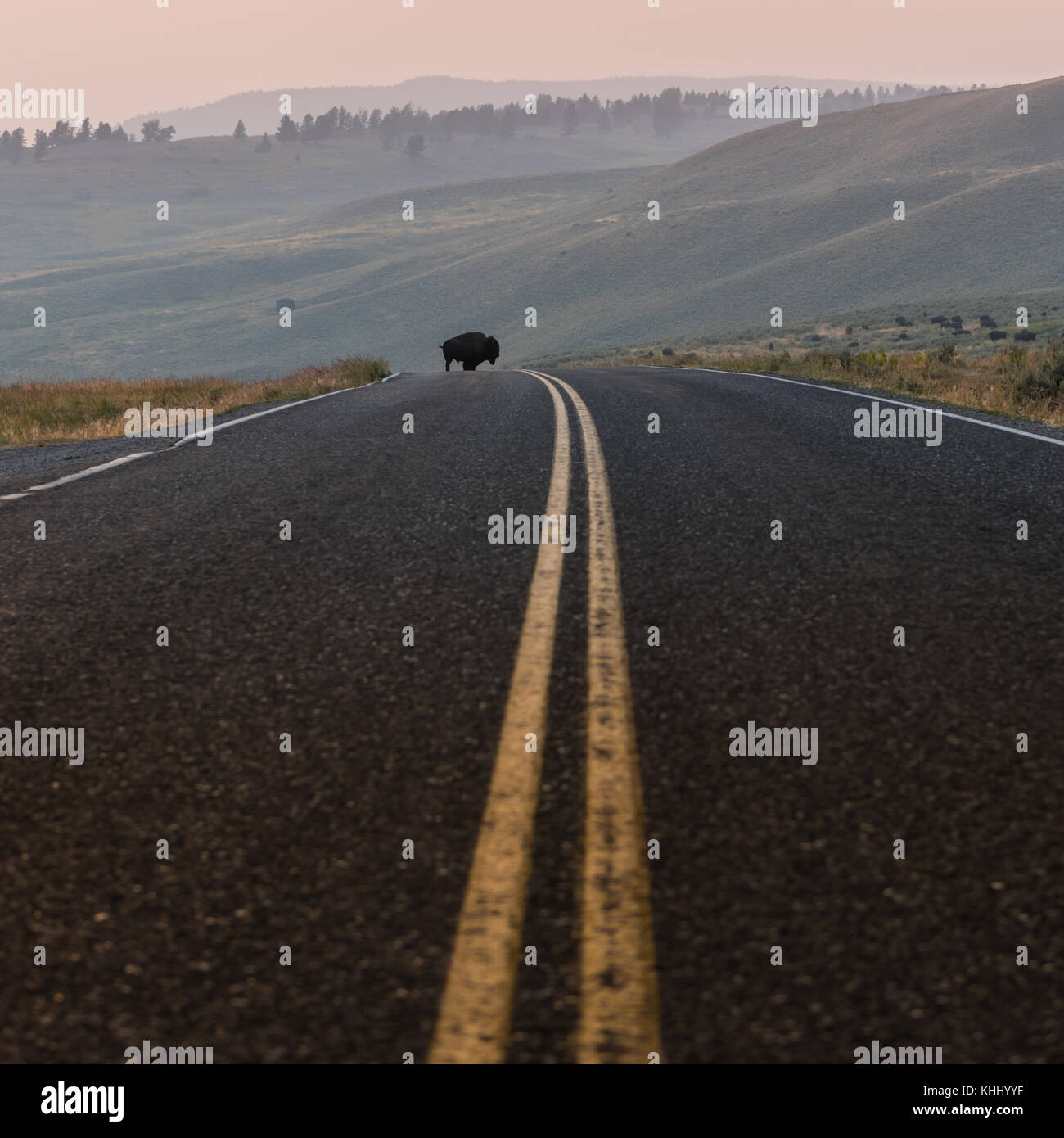 Lone Buffalo Crosses Road in Yellowstone valley Stock Photo - Alamy