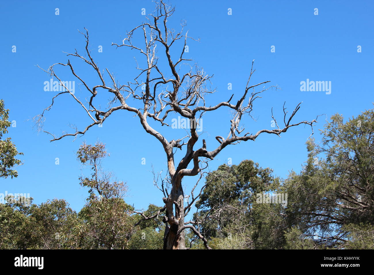 Secluded peaceful landscape in Manea Park Bunbury Western Australia ...