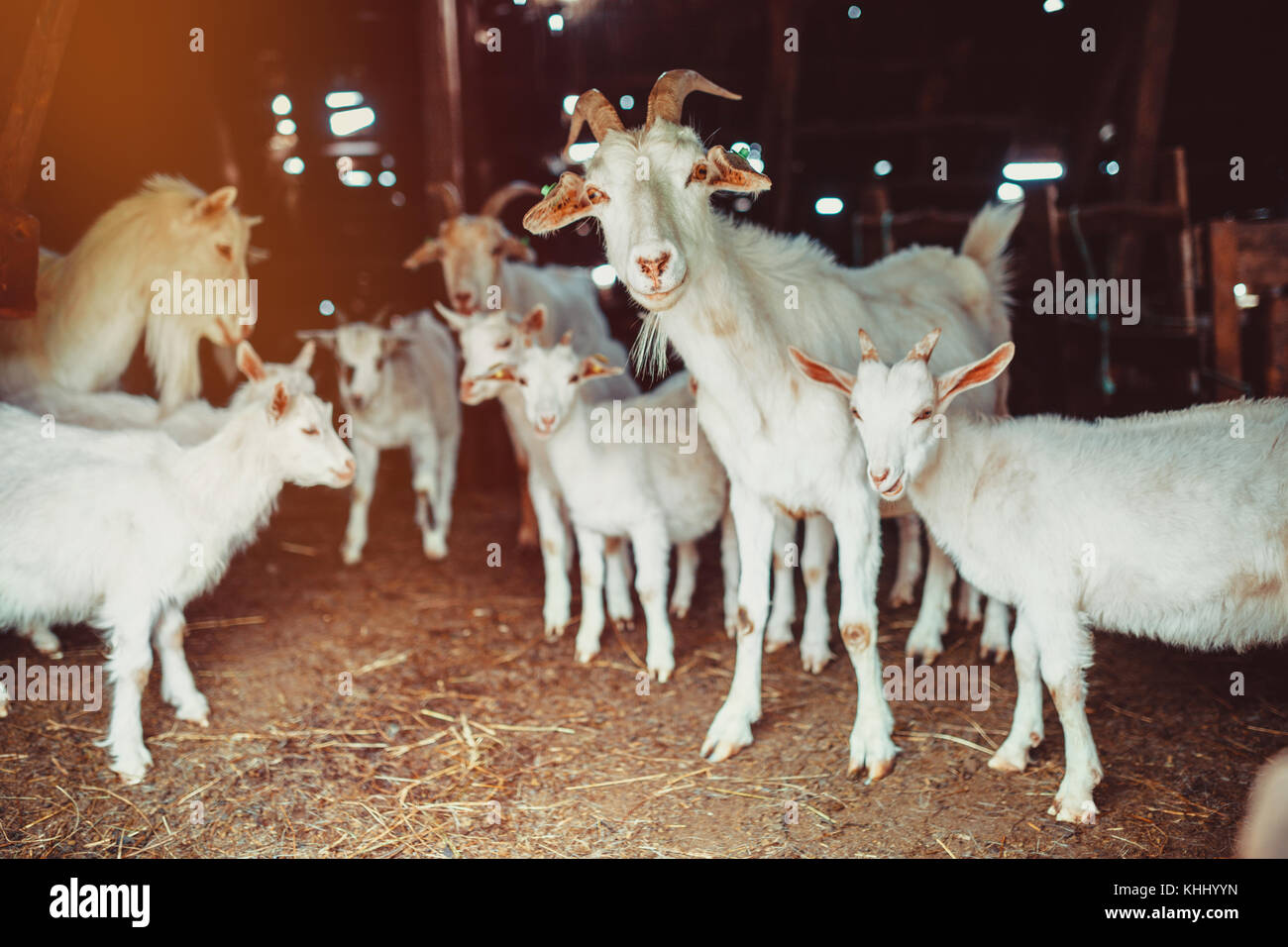 Goat family in a barn Stock Photo - Alamy