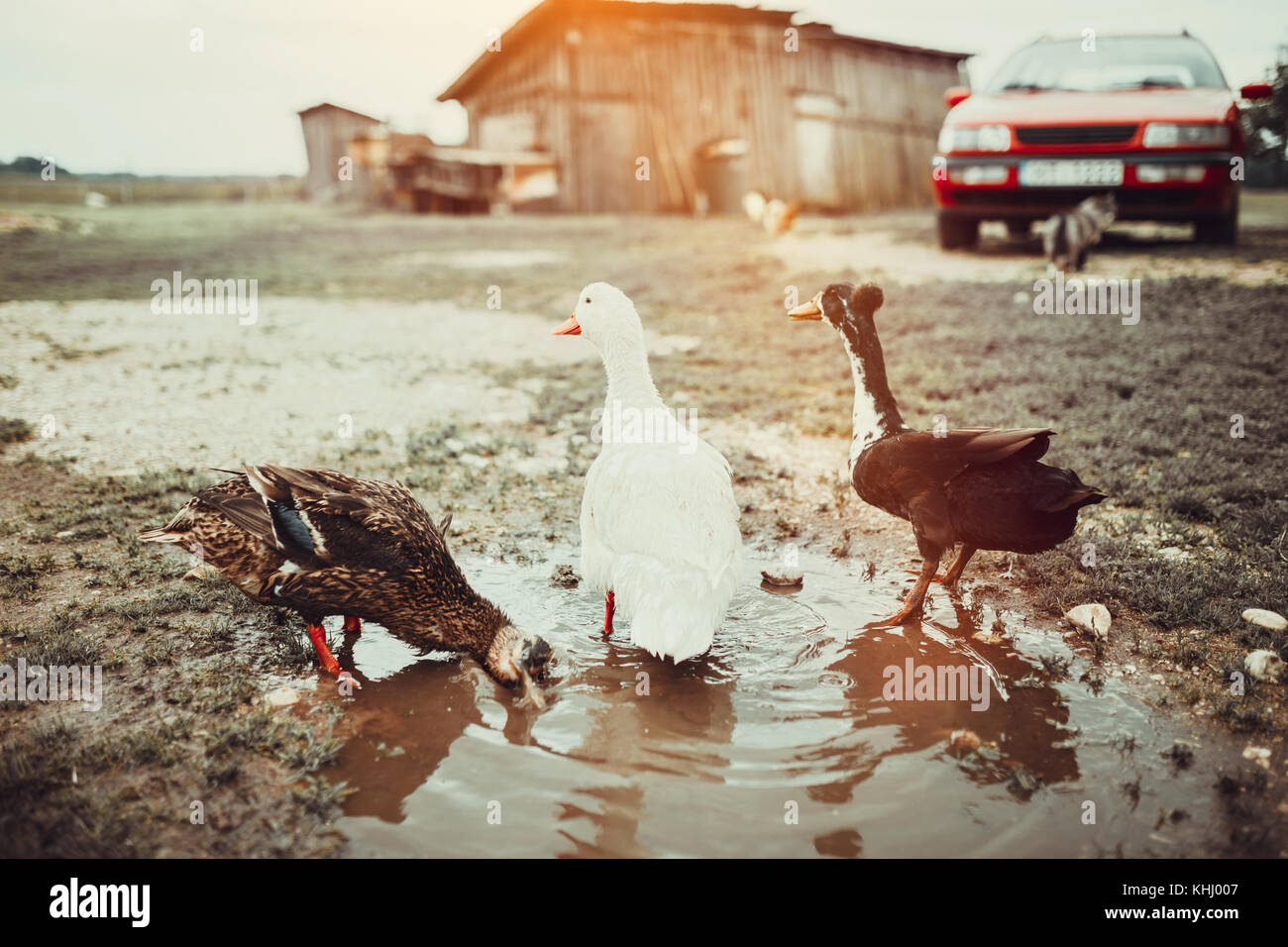Free range living ducks Stock Photo - Alamy
