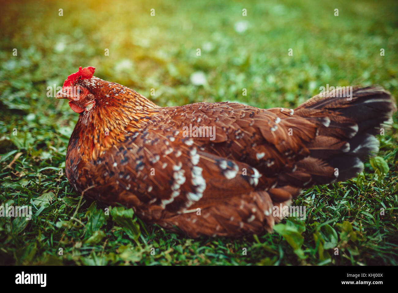 Free range living chicken Stock Photo - Alamy